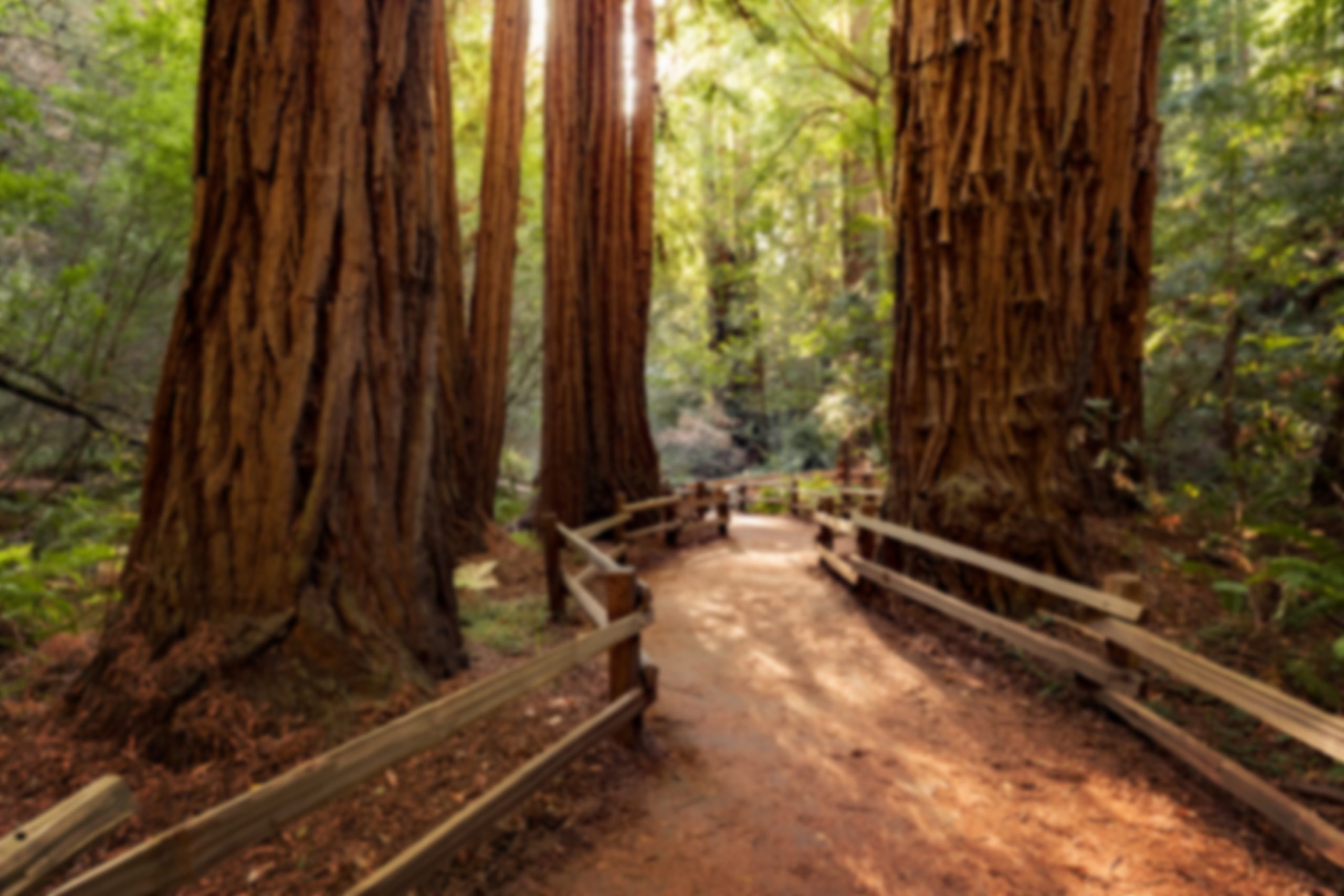 Redwoods Trees | SAYCONNECT